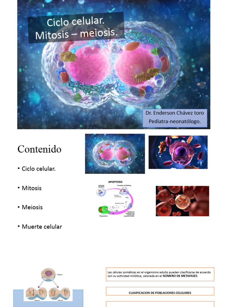 Teoria Ciclo Celular. Division Celular. Embriologia | PDF | Mitosis ...