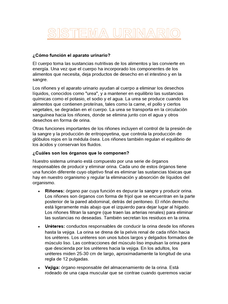 Sistema Urinario | PDF | Riñón | Sistema urinario