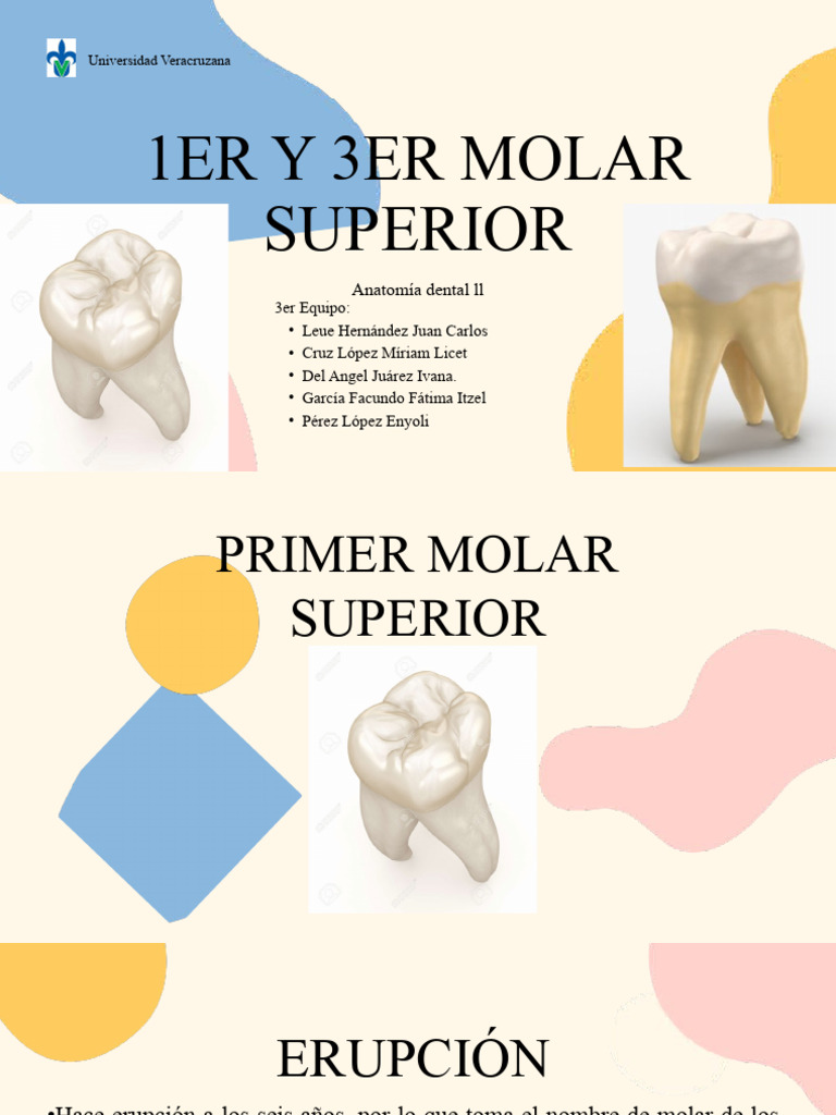 Anatomía de Molares Superiores | PDF | Ramas de Odontología | Diente