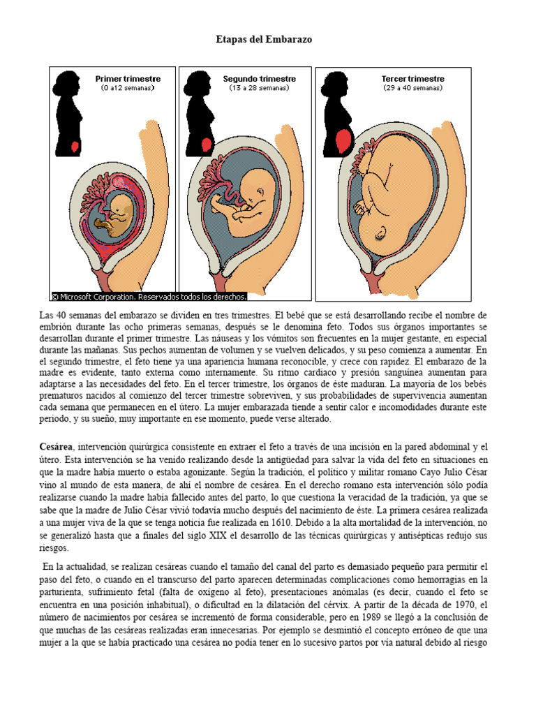 Etapas Del Embarazo | PDF