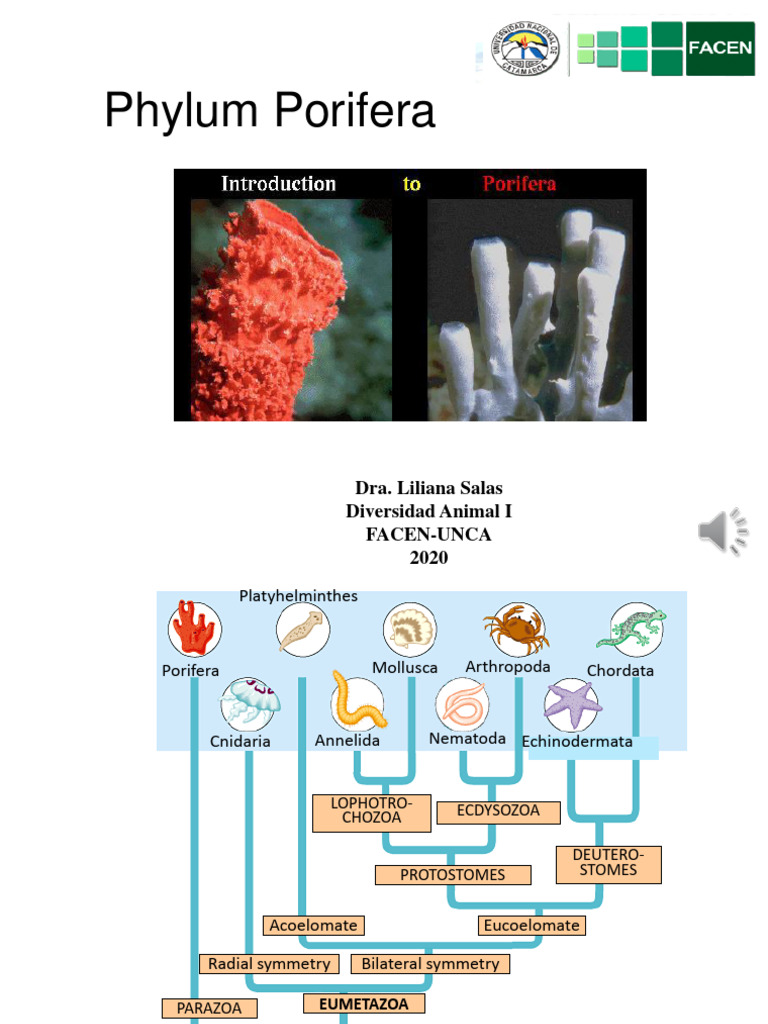 Phylum Porifera | PDF