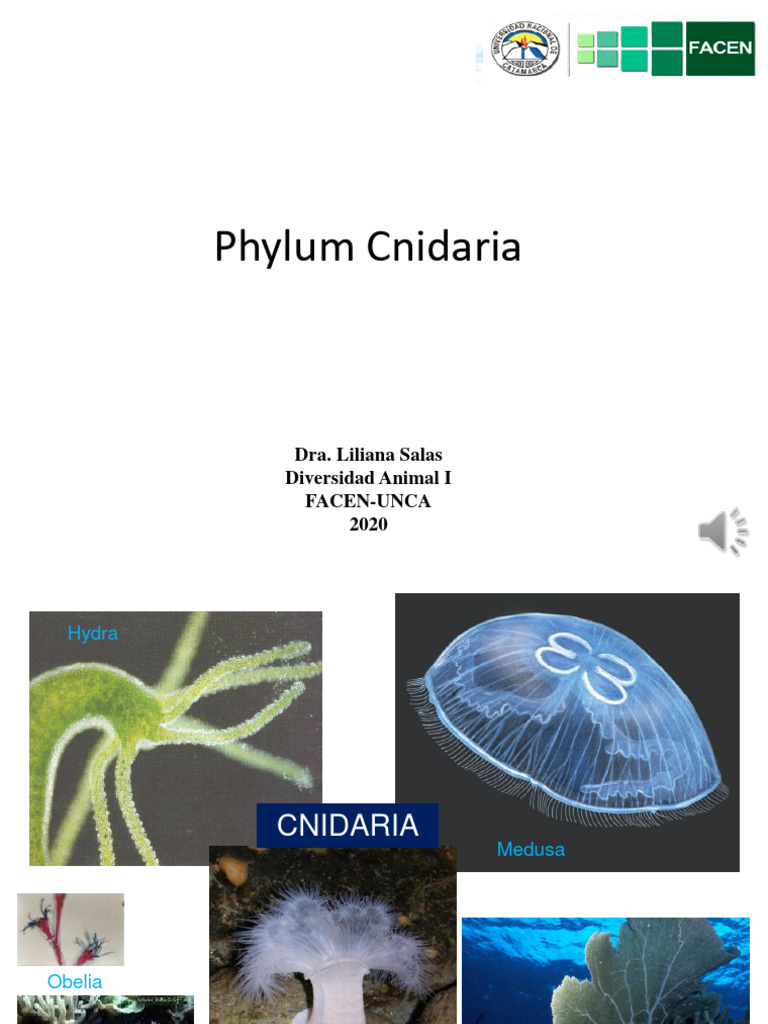 1 Phylum Cnidaria | PDF | Anatomía | Zoología