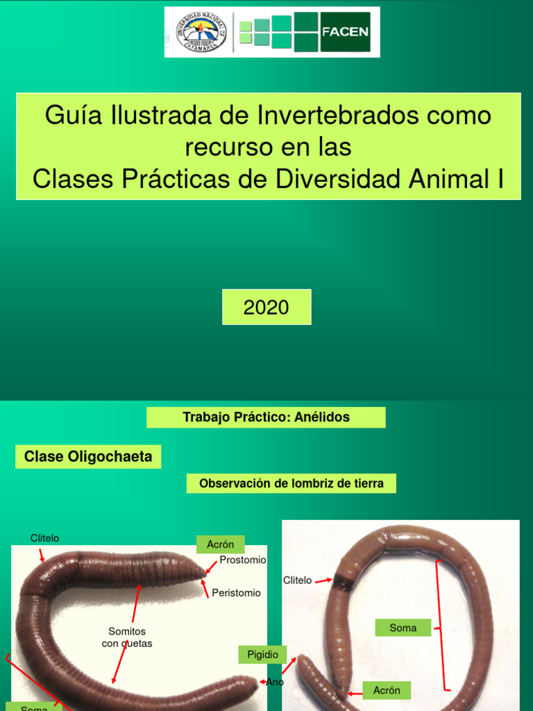 Guía Ilustrada. TP Anélidos | PDF | Protostomas