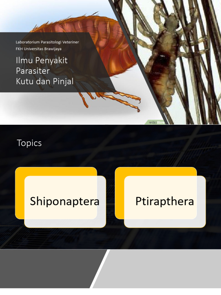 Ilmu Penyakit Parasiter Kutu Dan Pinjal-Ry | PDF