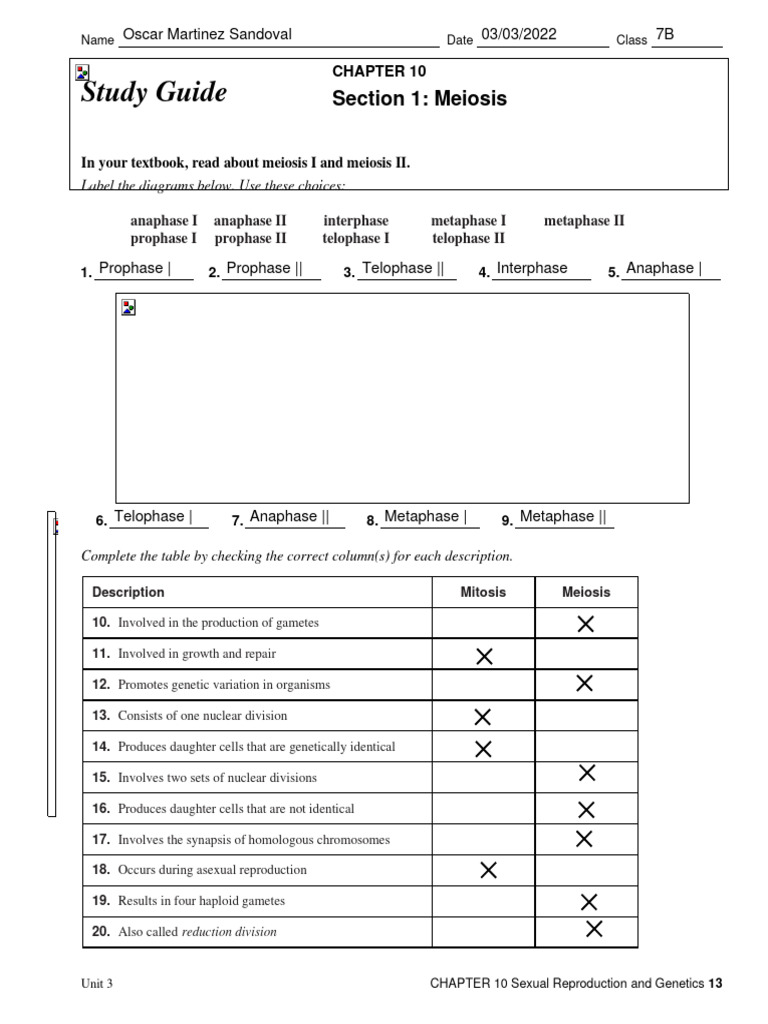 Study Guide: Section 1: Meiosis | PDF | Meiosis | Genotype