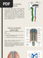 Vena Ácigos y Hemiácigos | PDF | Historia | Clásicos
