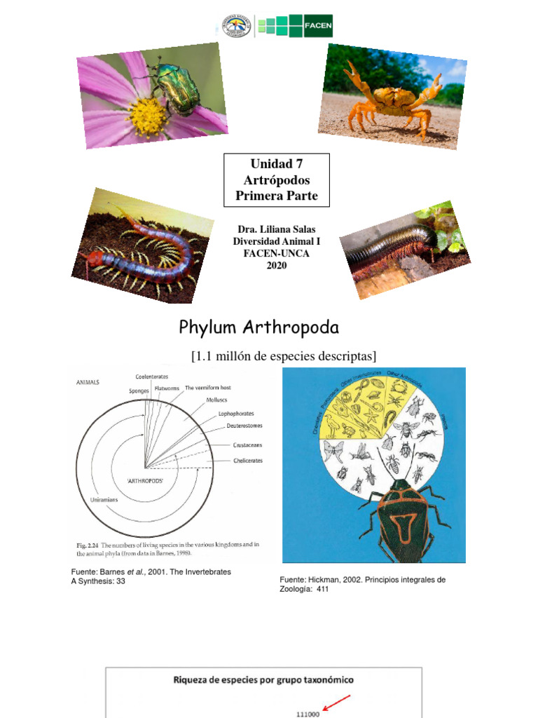 Artrópodos 1 | PDF | Ciencias sociales