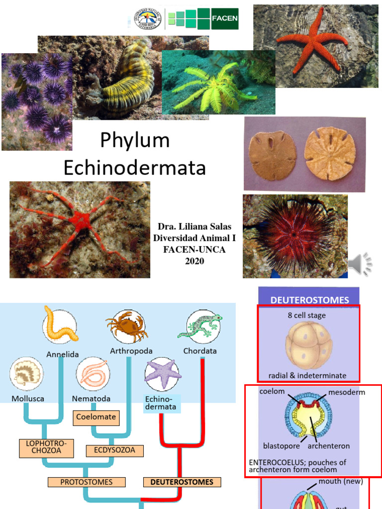 Phylum Echinodermata | PDF | Primeras apariciones paleozoicas | Organismos