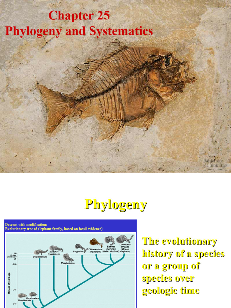 Lecture 1 - Phylogeny & Systematics | PDF | Taxonomy (Biology) | Fossil
