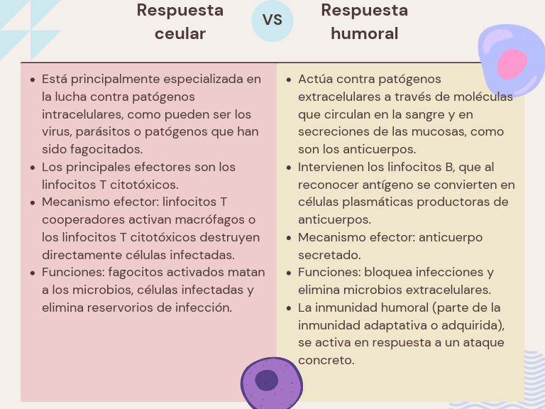 Cuadro Comparativo Dela Respuesta Celular y Humoral. | PDF