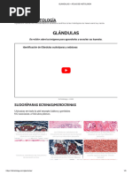 Glandulas Apocrinas | PDF | Piel | Epitelio