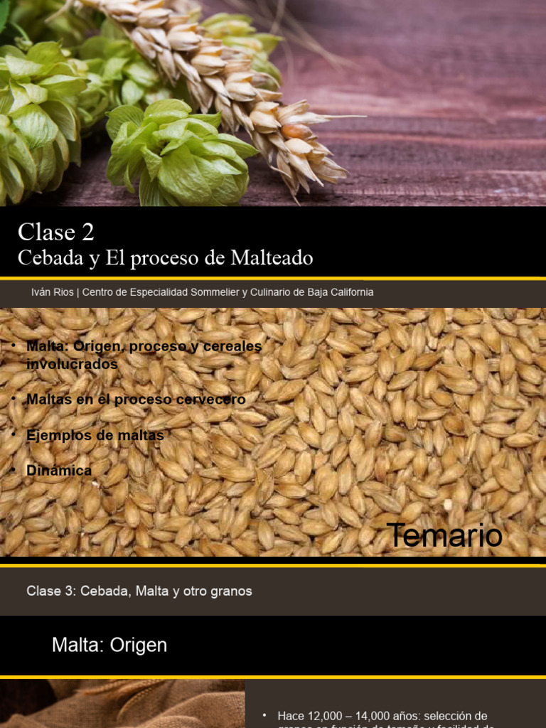 Clase Cebada y El Proceso de Malteado | PDF | Cerveza | Cereales