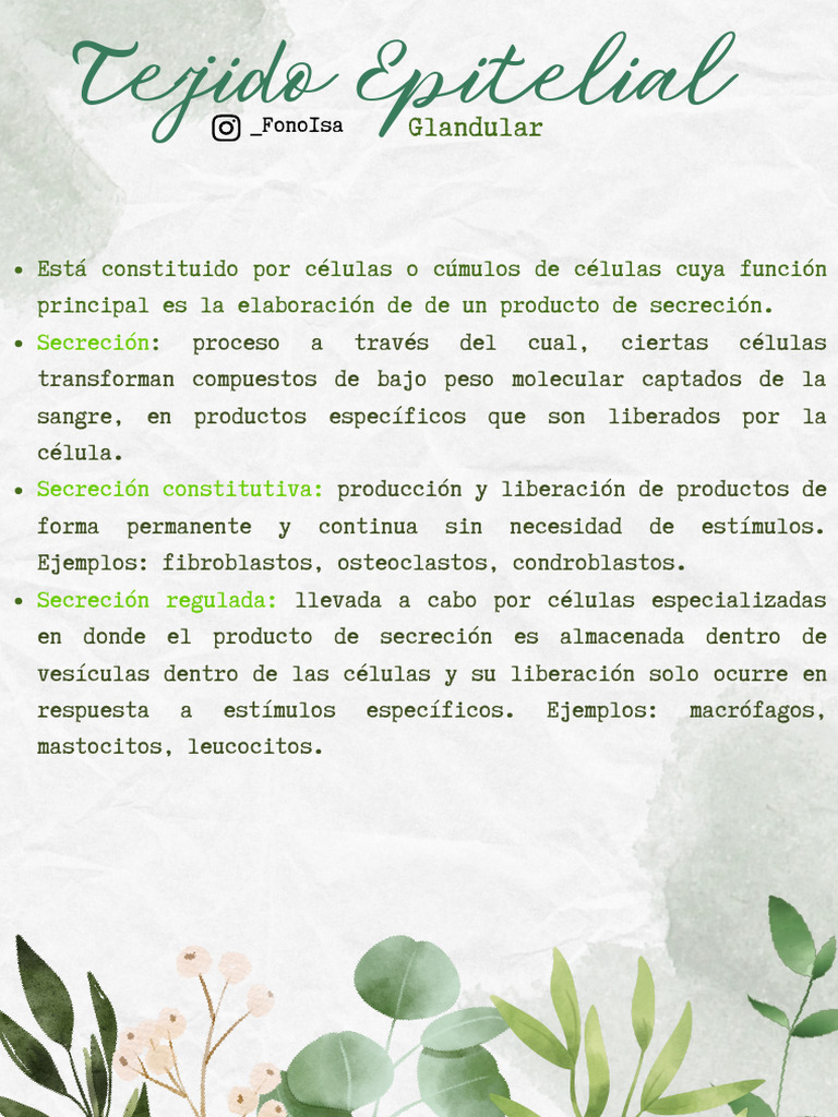 Tejido Epitelial Glandular Apunte | PDF Tejido Epitelial Glandular Apunte | PDF