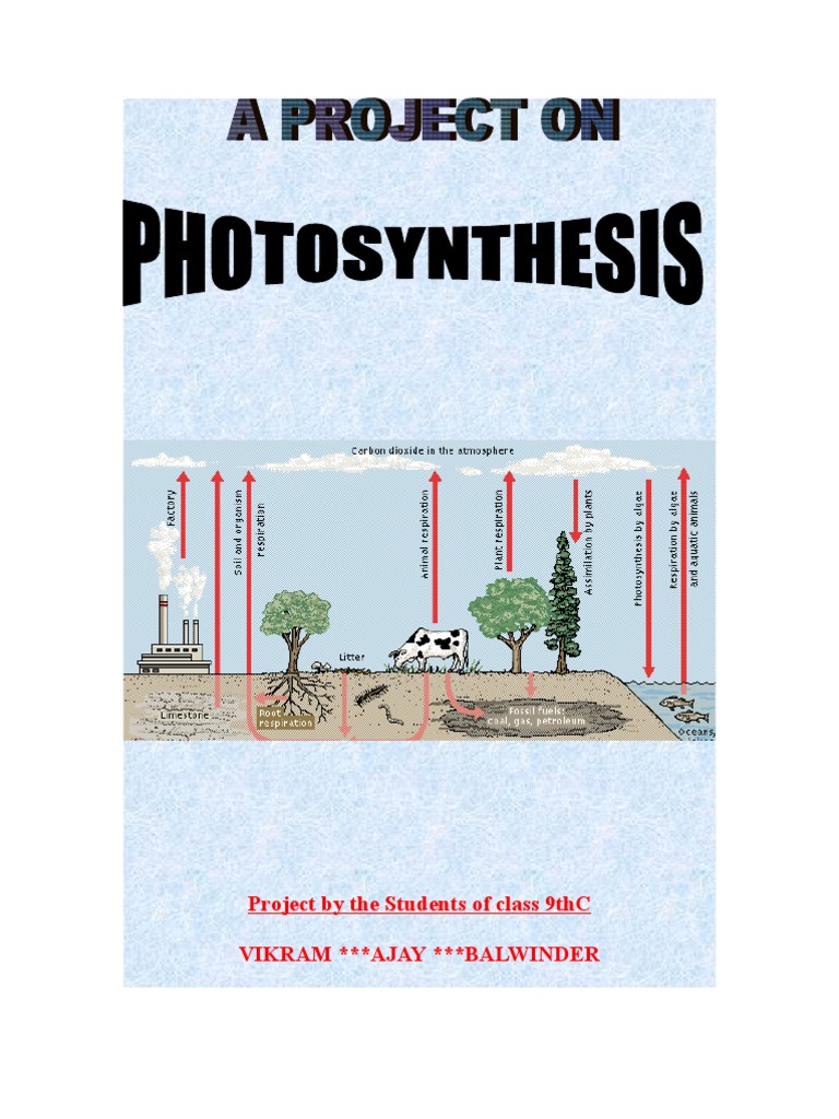 Photosynthesis Explained: Class 9 Project | PDF | Photosynthesis | Stoma