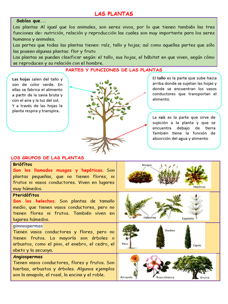 Las Plantas Ficha | PDF | Plantas | Tallo de la planta