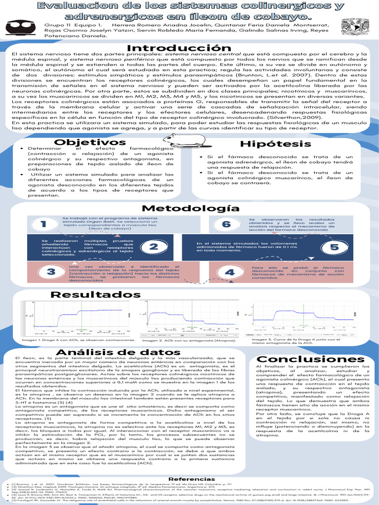 Sist Colinergico y Adrenergico en Aorta y Traquea de Rata | PDF