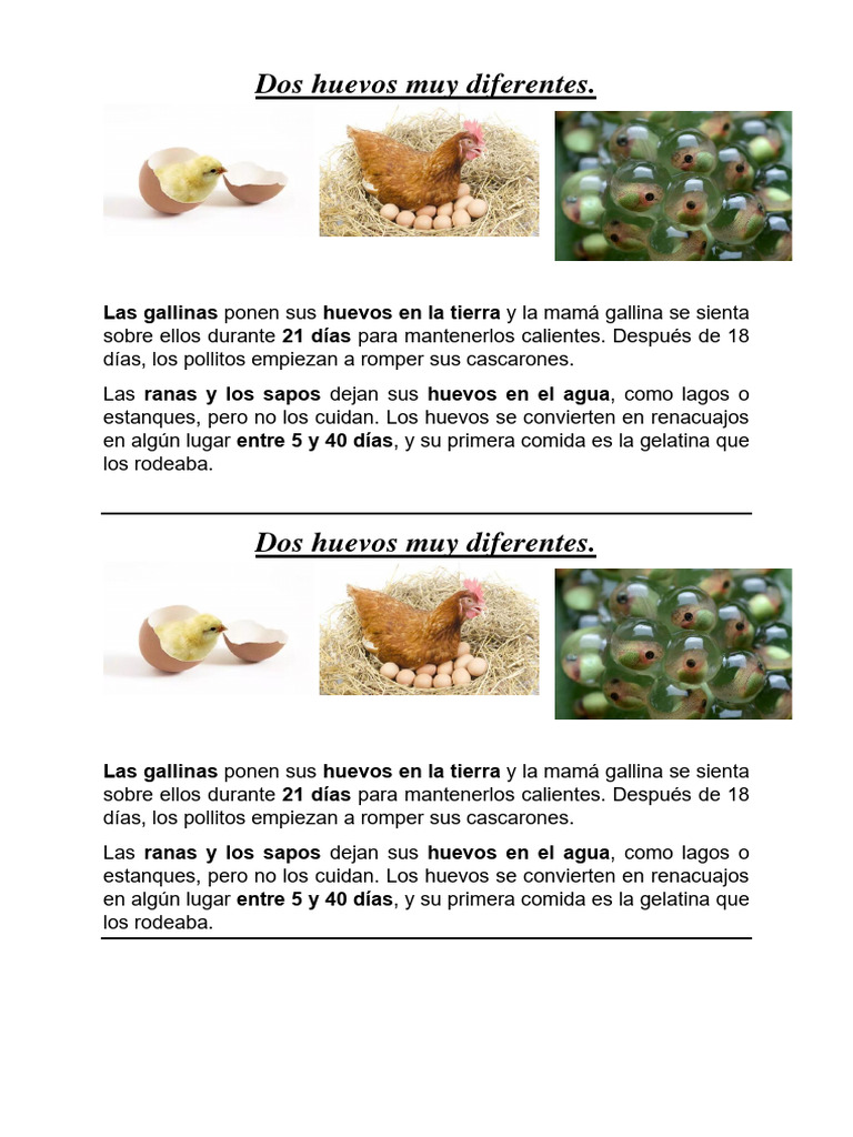 Texto huevos nivel b | PDF