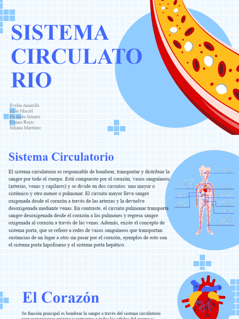 Sistema Circulatorio | PDF | Sistema circulatorio | Corazón