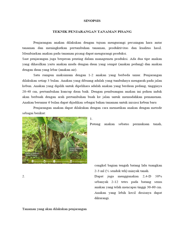 Teknik Penjarangan Tanaman Pisang | PDF