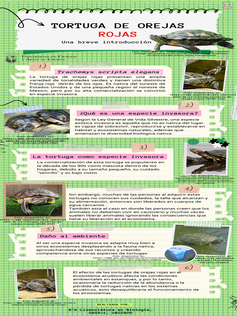 Tortuga de Orejas Rojas Info 1 | PDF | Especies invasivas | Entorno natural