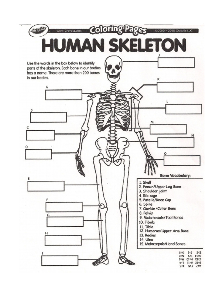 Human Skeleton | PDF