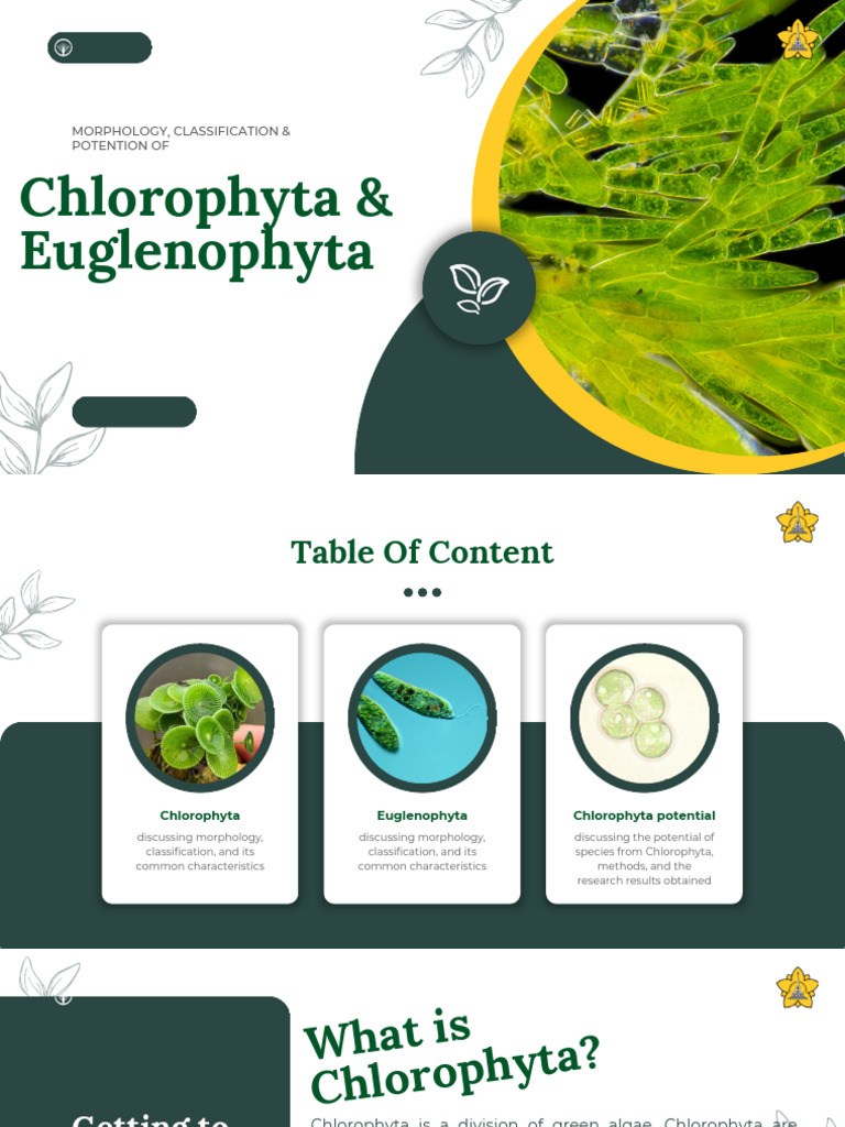 Chlorophyta & Euglenophyta | PDF | Algae | Photosynthesis