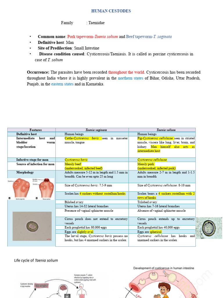 Taenia of Human | PDF | Medicine | Epidemiology
