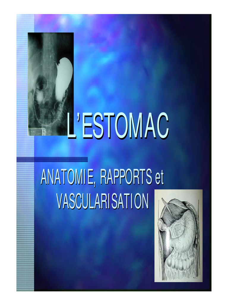 L ESTOMAC. ANATOMIE, RAPPORTS Et VASCULARISATION | PDF