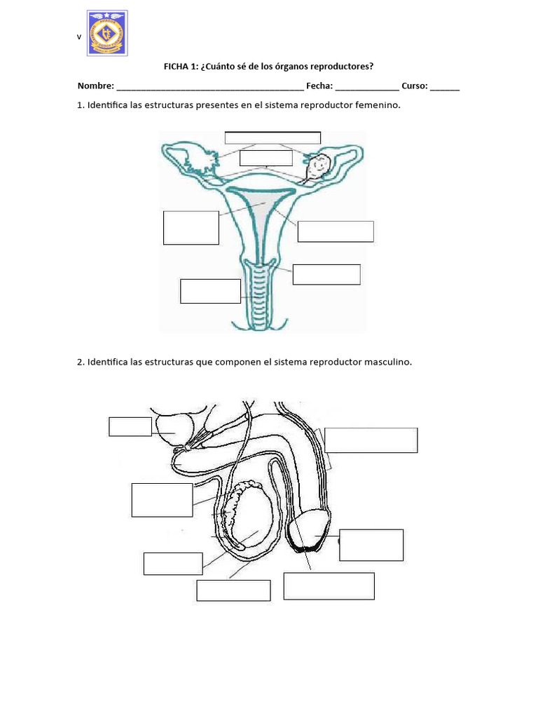 Ficha 1 Cuanto Se de Los Organos Reproductores 6to | PDF