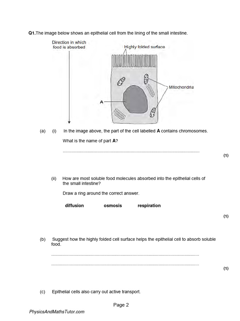 1.1 Cell Structure 2 QP | PDF