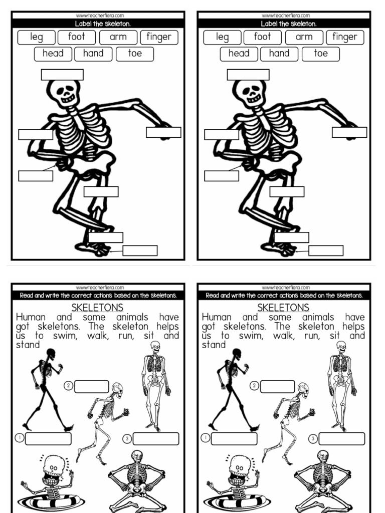 Skeleton 1 | PDF