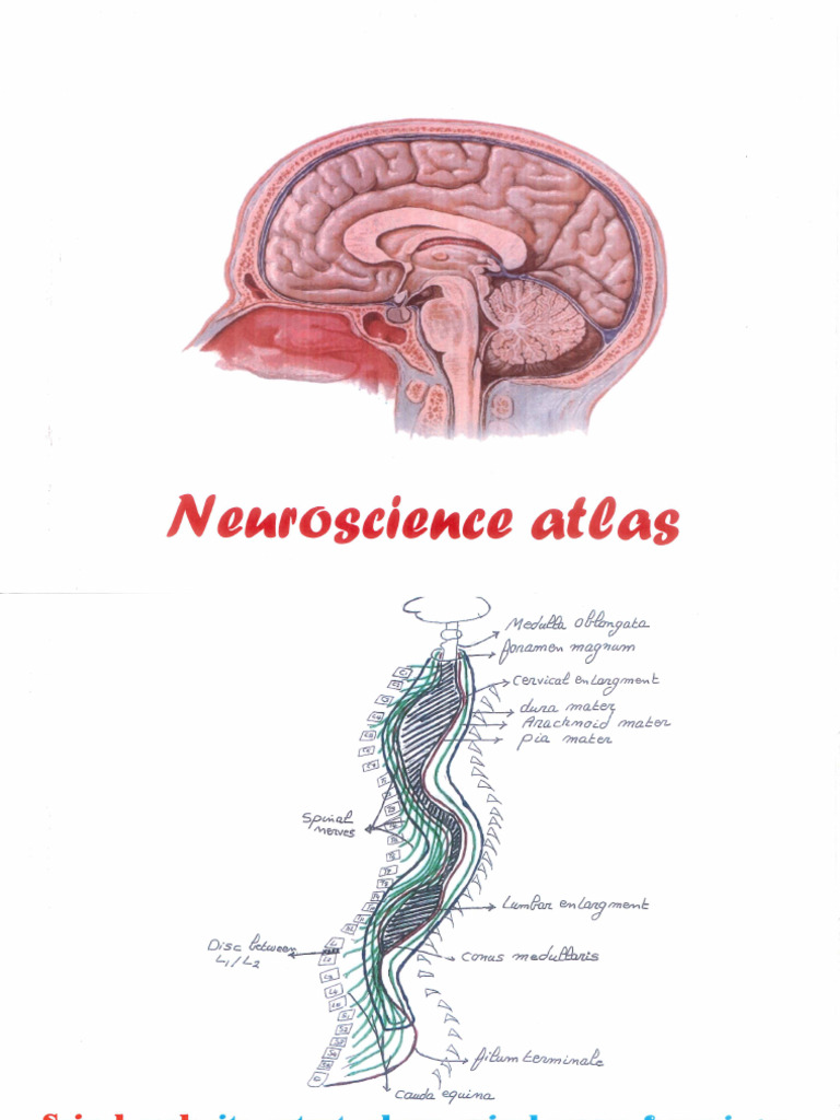 Anatomy Slides by DR - Jalal (Neuroscience) | PDF