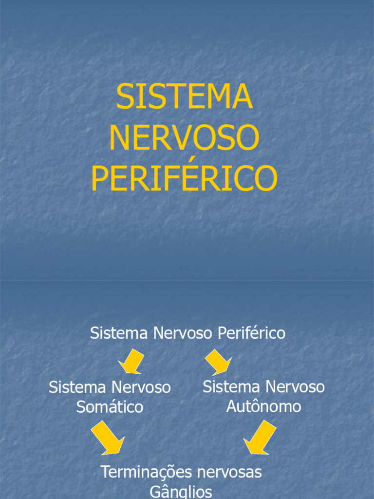 Sistema Nervoso Periférico 1 | PDF | Nervo | Órgão (anatomia)