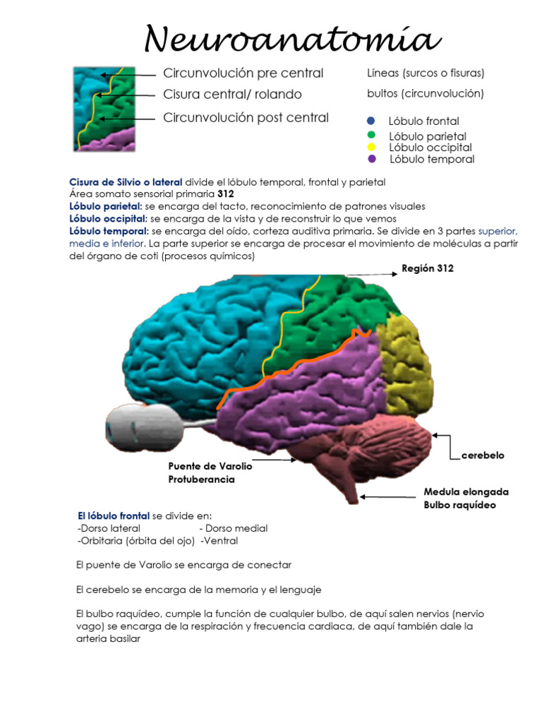 Neuro Anatomia | PDF