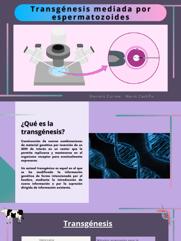 Transgénesis Mediada Por Espermatozoides (SMGT) | PDF | Ciencia y ...