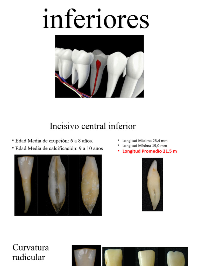 Dientes Inferiores Endo | PDF | Odontología | Anatomia dental