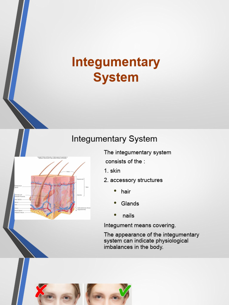 Integumentary System 2020 | PDF | Integumentary System | Skin