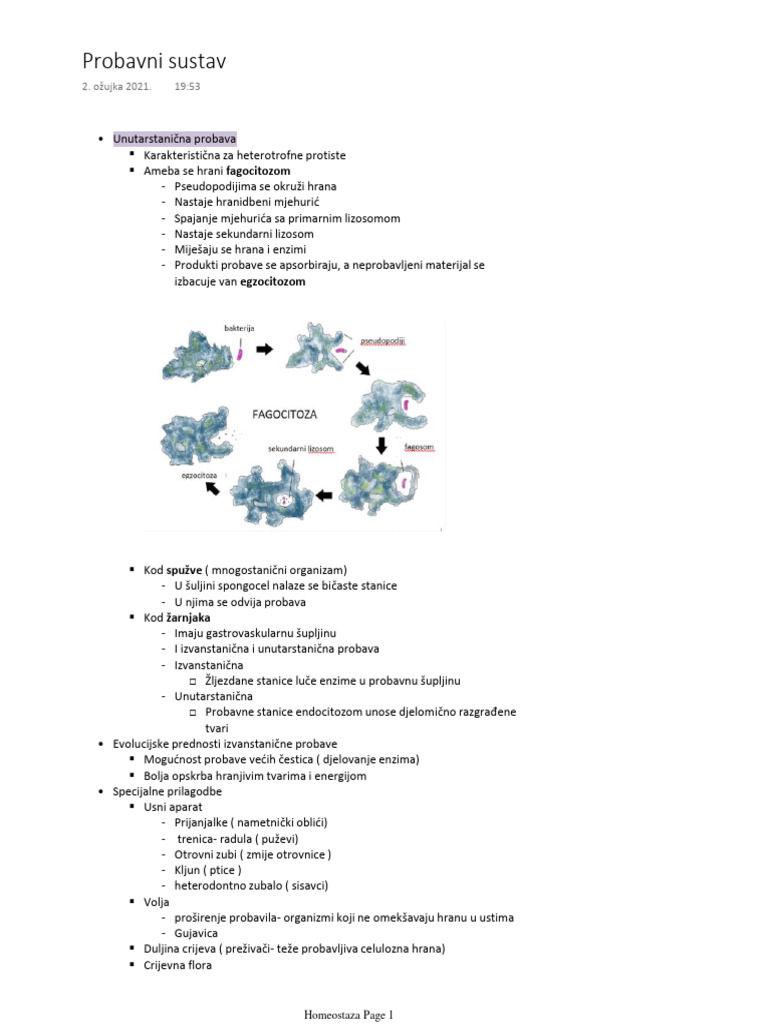 Probavni Sustav | PDF