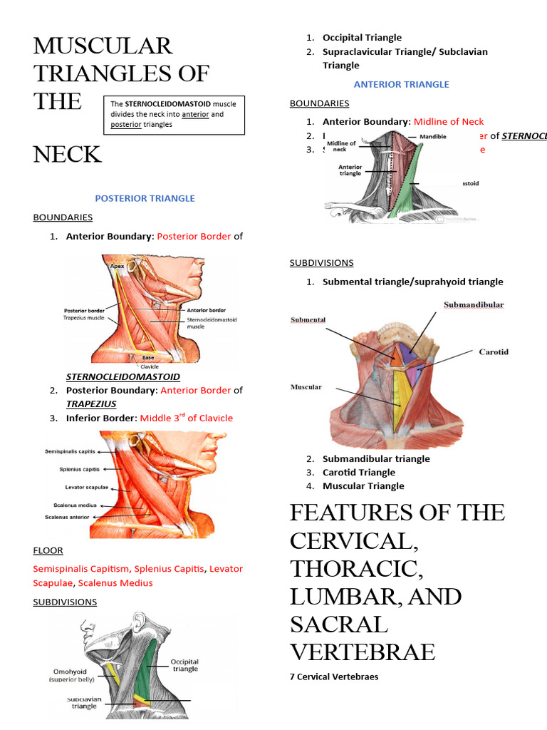 Muscular Triangles of The Neck | PDF