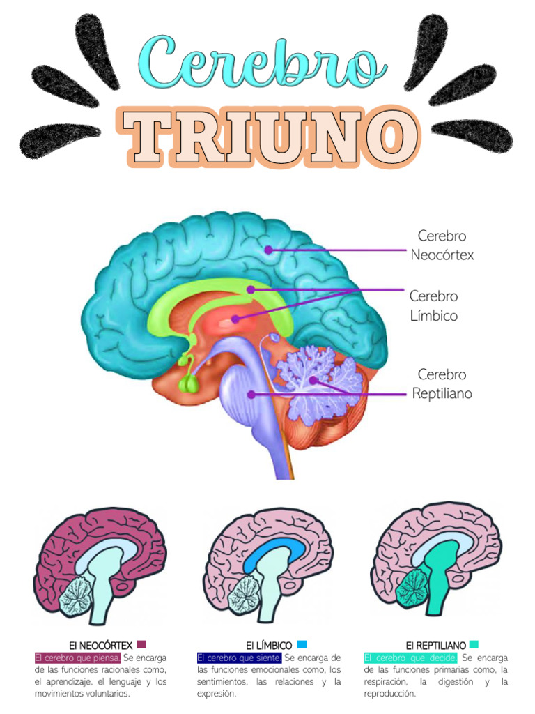 Cerebro Triuno | PDF