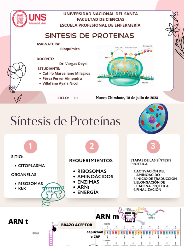 Etapas de la Síntesis de Proteínas | PDF | Traducción (biología ...
