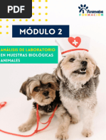 Morfología del perro: Graioides y Occipucio | PDF | Diente | Pastor alemán