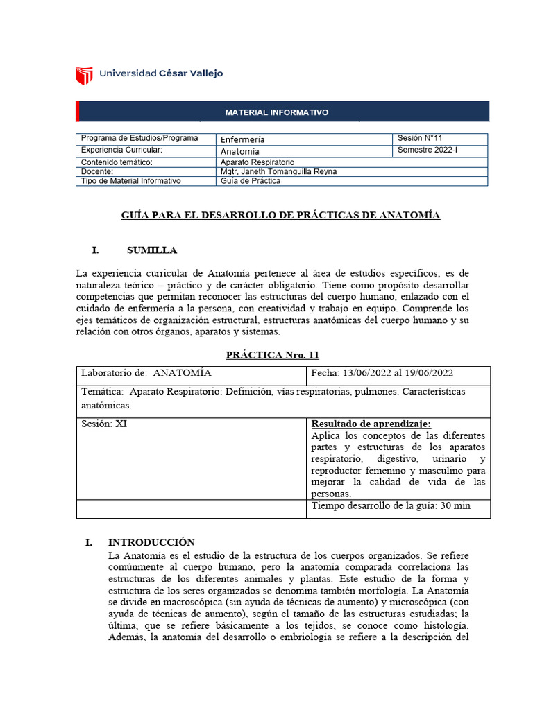 Guia de Anatomía Sesión 11 Aparato Respiratorio | PDF | Nariz humana | Anatomía
