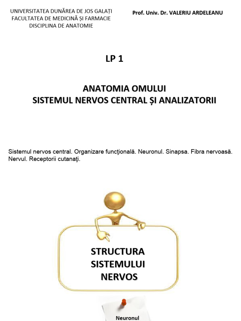 ANATOMIE SNC LP 1 Neuronul. Nevroglia. Fibra Nervoasa | PDF