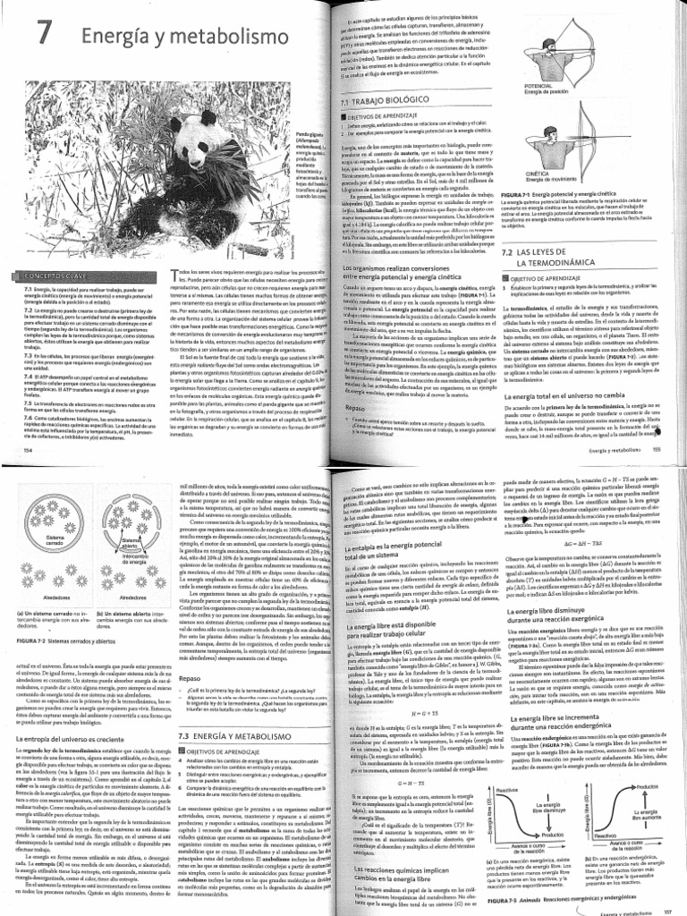 Energía y Metabolismo_Biología Solomon_Berg_Martin | PDF