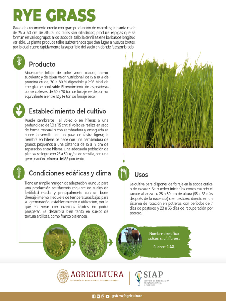 Características del Pasto Rye Grass | PDF | Pasto | Botánica