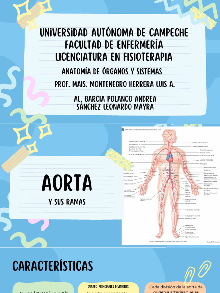 Aorta | PDF | Aorta | Anatomía