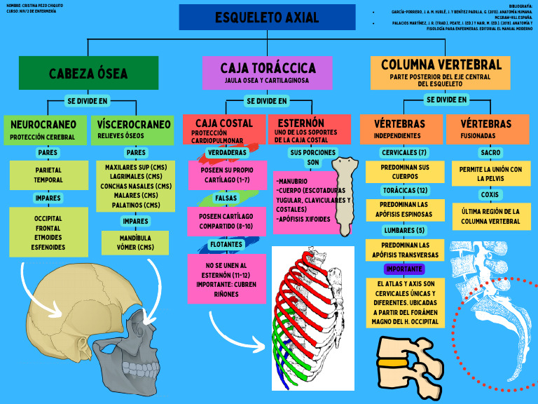 ESQUEMA GRÁFICO ESQUELETO AXIAL | PDF | Esqueleto | Tórax (anatomía humana)