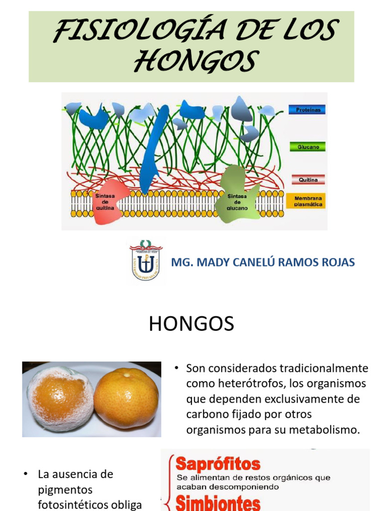 Fisiología de Los Hongos | PDF
