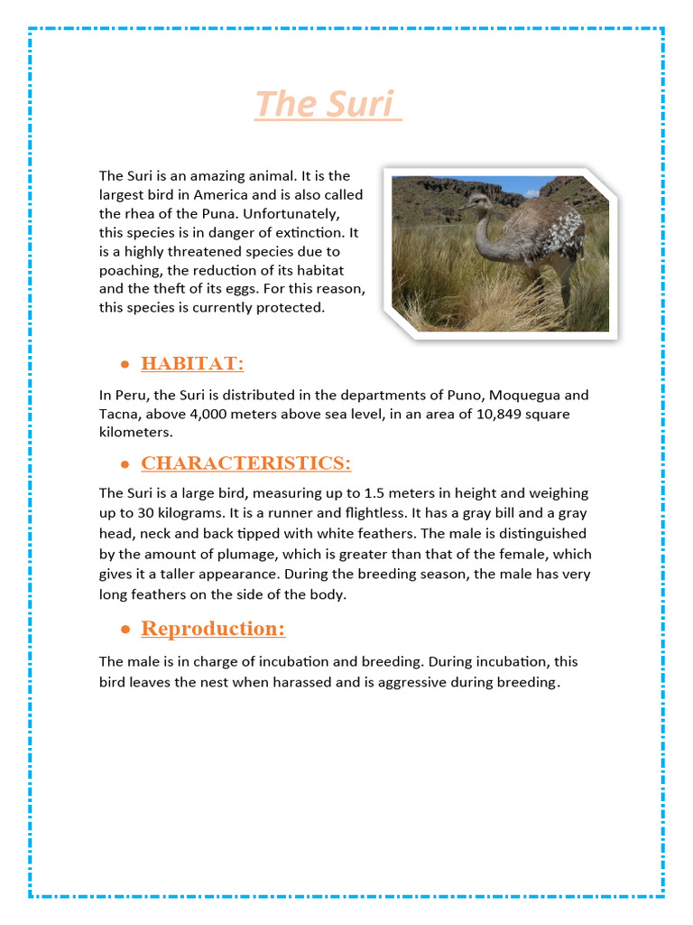 The Suri | PDF | Ornithology | Organisms